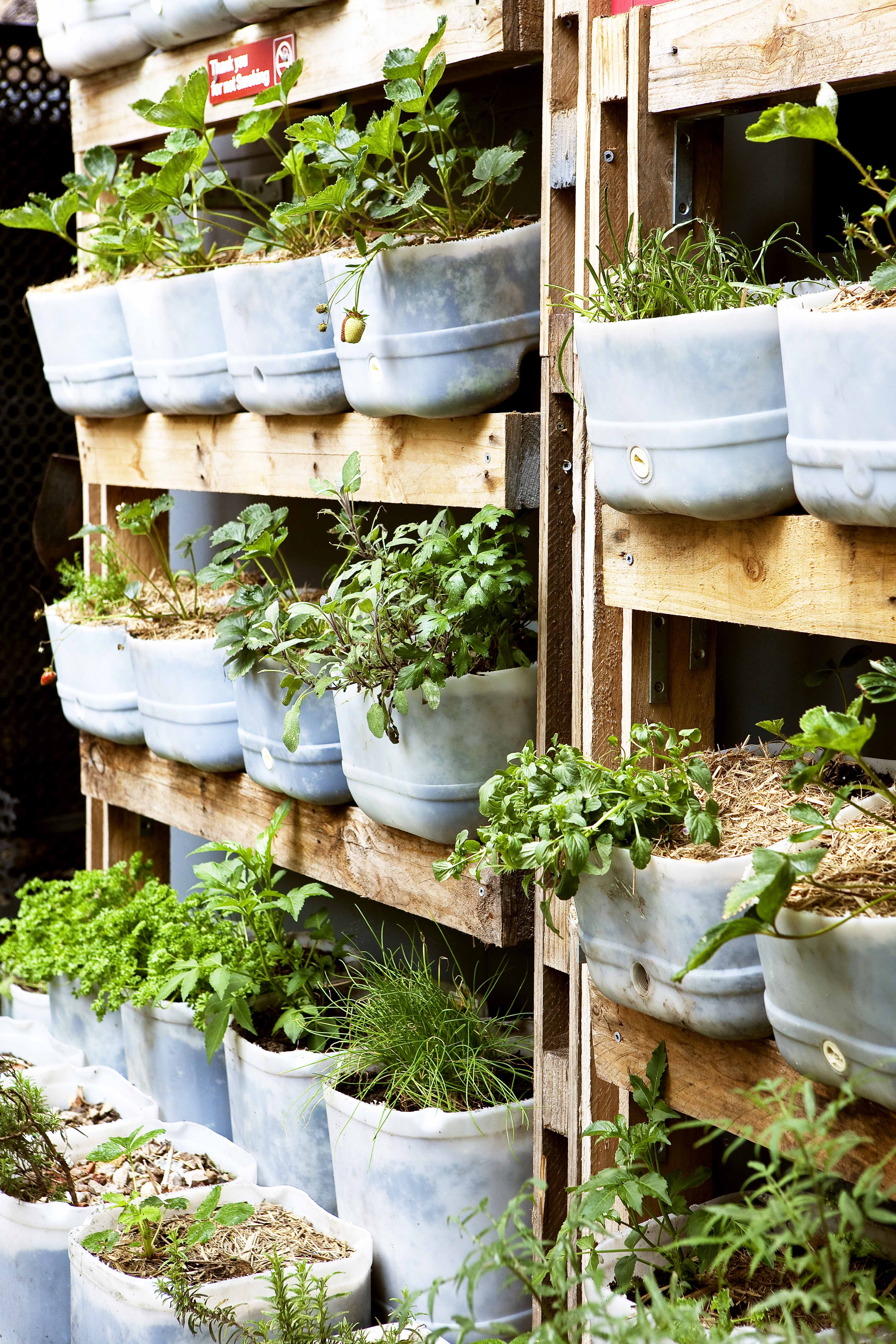 Don s Tips Vertical Gardens Burke s Backyard