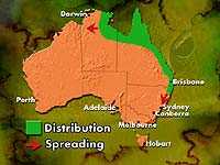 Cane Toads - Burke's Backyard