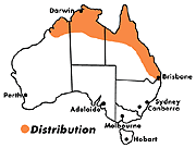 Frilled Lizard - Burke's Backyard