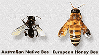 Native Bees - Burke's Backyard