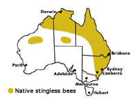 Native Bees - Burke's Backyard