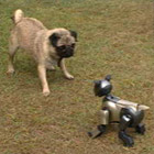 Fake Pets - Burke's Backyard