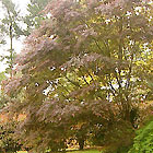 Magic Maple Moment - Burke's Backyard