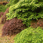 Magic Maple Moment - Burke's Backyard