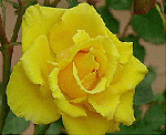 Olympic Gold Rose - Burke's Backyard