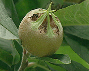 Medlars: The French Alternative - Burke's Backyard