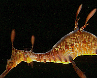 Keeping Seadragons - Burke's Backyard