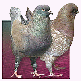 Modena Pigeon - Burke's Backyard