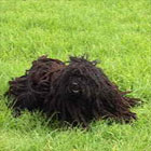 Hungarian Puli - Burke's Backyard