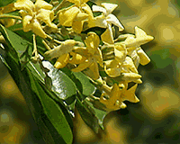 Native Frangipani - Burke's Backyard