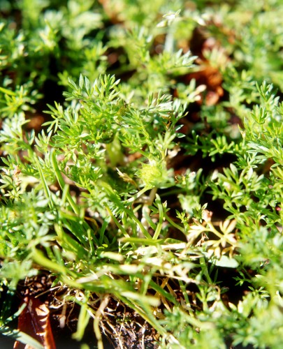 Bindii - Burke's Backyard