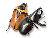 Keeping Insects as Pets - Burke's Backyard