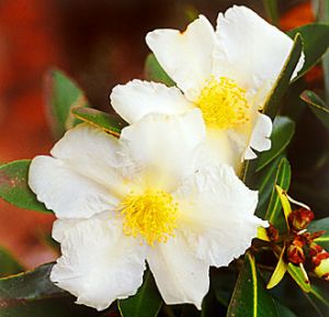 Gordonias - Burke's Backyard