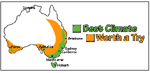 Magnolias - Burke's Backyard