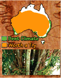 Top Ten Gum Trees - Burke's Backyard