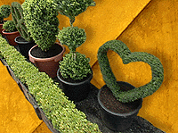 Absolutely Topiary - Burke's Backyard