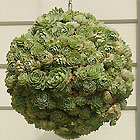 Succulent Ball - Burke's Backyard