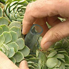 Succulent Ball - Burke's Backyard