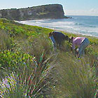 Controlling Bitou Bush - Burke's Backyard