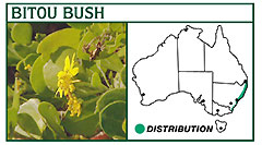 Controlling Bitou Bush - Burke's Backyard