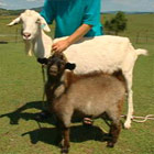 Australian Miniature Goat - Burke's Backyard