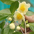 Yellow Camellia - Burke's Backyard