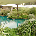 Modern Native Garden in Perth - Burke's Backyard