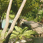 Tropical Lagoon Garden - Burke's Backyard