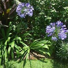 Dividing Clivias - Burke's Backyard