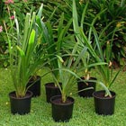 Dividing Clivias - Burke's Backyard