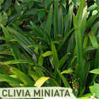 Dividing Clivias - Burke's Backyard
