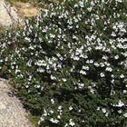Alpine Plants in Summer - Burke's Backyard