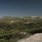 Alpine Plants in Summer - Burke's Backyard