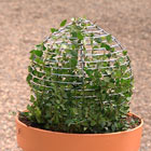 Vine Topiary - Burke's Backyard