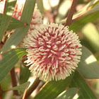 Dwarf Pincushion Hakea - Burke's Backyard