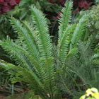 Bush Block Tips - Burke's Backyard