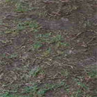 Scott's Crook Lawn - Burke's Backyard