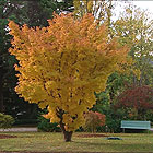 Autumn in Bowral - Burke's Backyard