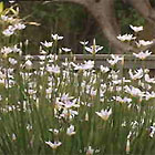 Dietes - Plant of the Week - Burke's Backyard
