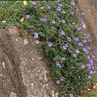 Convolvulus - Plant of the Week - Burke's Backyard