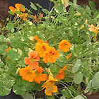 Nasturtium - Plant of the week - Burke's Backyard
