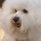 Bichon Frise - Burke's Backyard