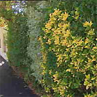 Tapestry Hedge - Burke's Backyard