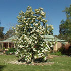 Planting a Shade Tree - Burke's Backyard