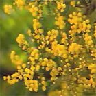 Wattle - Plant of the Week - Burke's Backyard