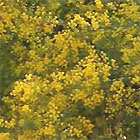 Wattle - Plant of the Week - Burke's Backyard