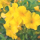 Yellow Flax - Burke's Backyard