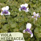 Australian Native Violet - Plant of the Week - Burke's Backyard