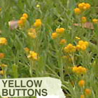 Yellow Buttons - Burke's Backyard