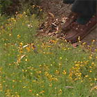 Yellow Buttons - Burke's Backyard